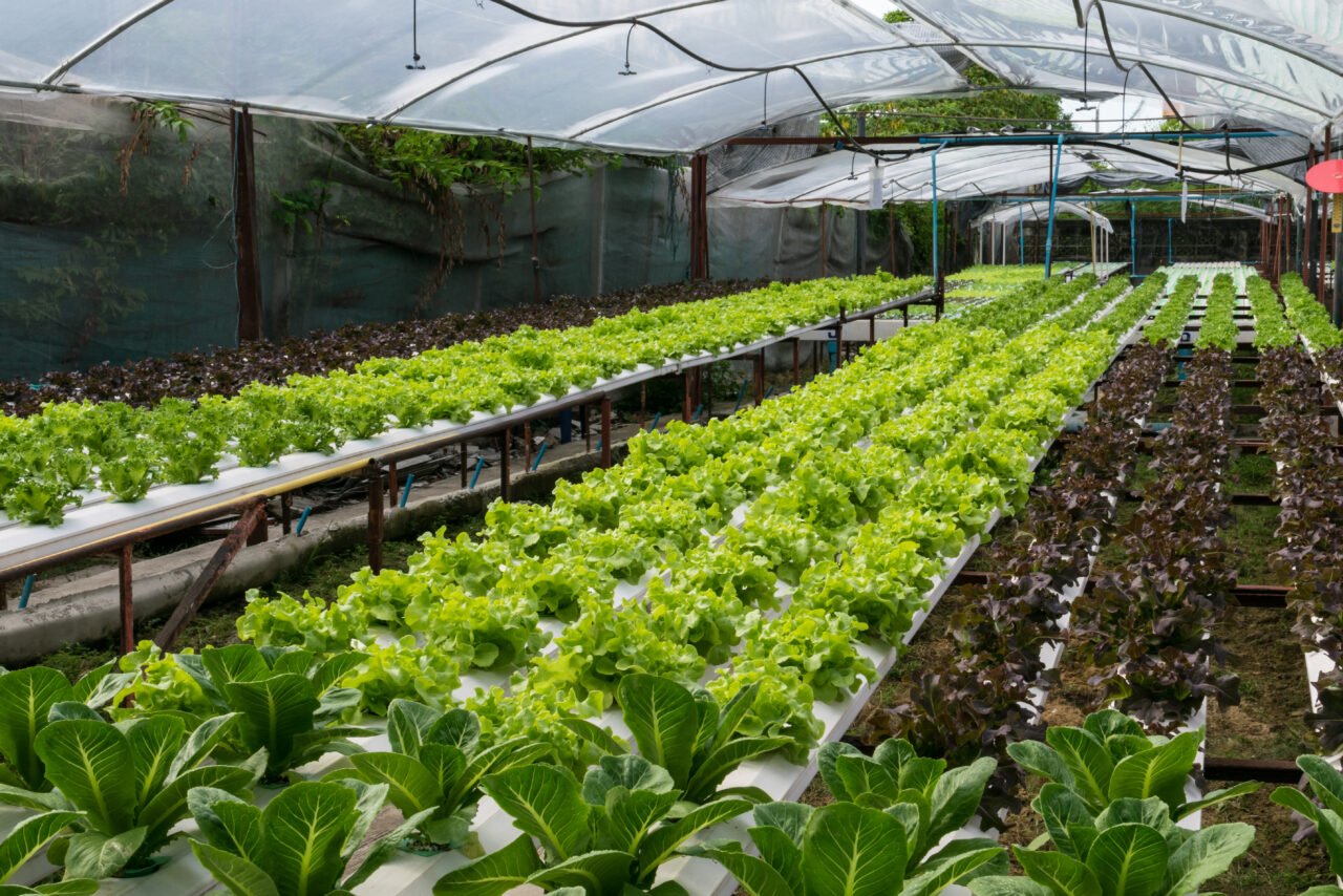 Hydroponics farming System: Types & Uses - Jyoti Hydroponics