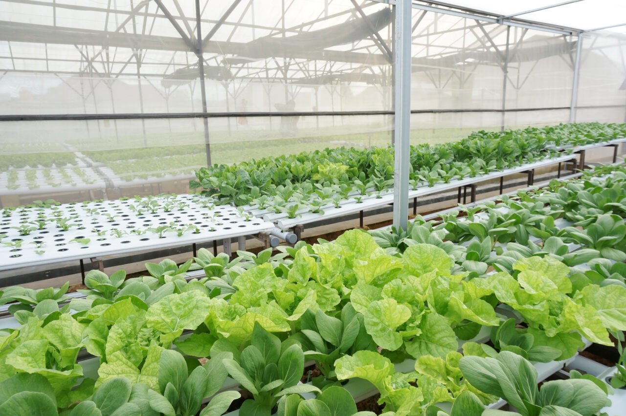 Hydroponic Farming in India | Everything You Need to Know - Jyoti ...